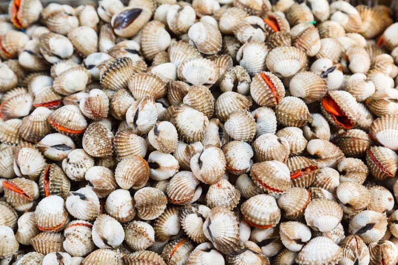 Fond Comestible De Coques De Sang De Mollusques Et Crustacés Photo ...