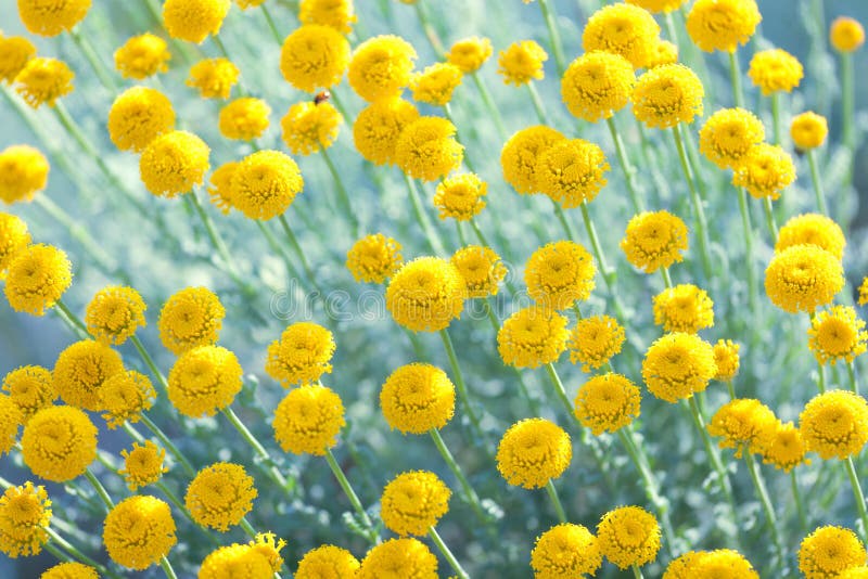 Fond d'absinthe image stock. Image du parfumé, floral - 26233977