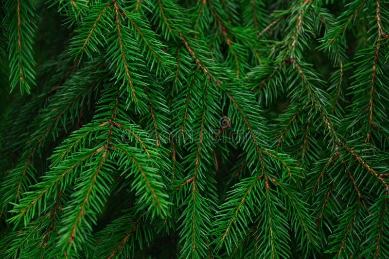 Texture De Vert D'aiguille De Sapin Image stock - Image du texture ...