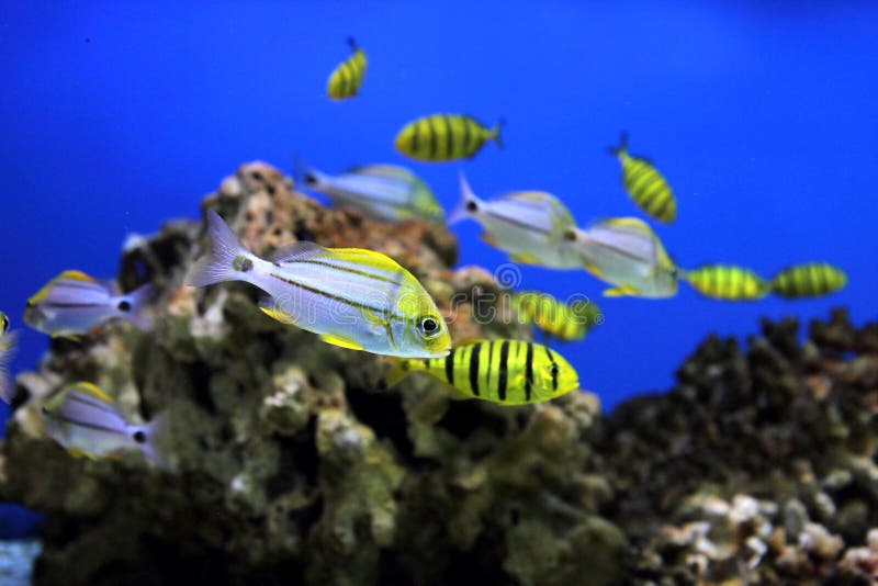 Poissons Tropicaux D'aquarium Africain De Cichlid Photo stock - Image ...