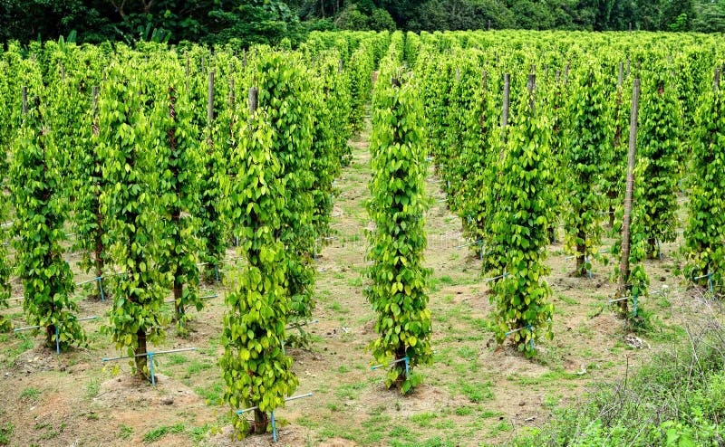 Fond D'arbre De Poivre De Paysage Photo stock - Image du vert, inde ...