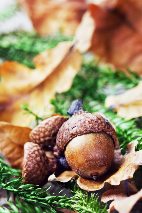 Fond D'automne Avec Des Glands Photo stock - Image du orange, normal ...