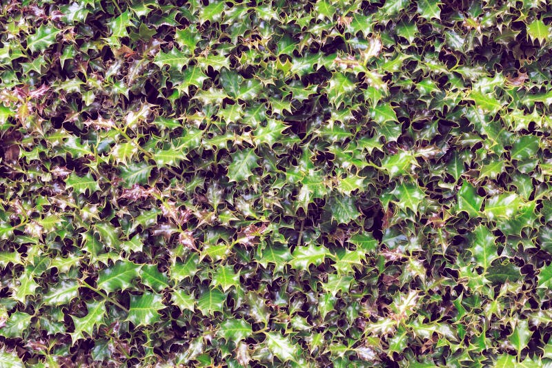Feuilles De Gui Avec Les Baies Rouges Photo stock - Image du arbuste ...