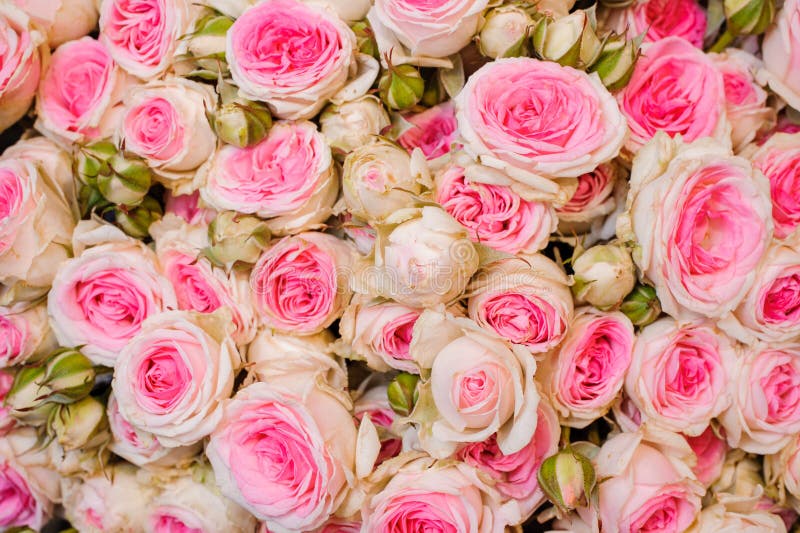 31,631 Roses Rose Clair Photos libres de droits et gratuites de Dreamstime