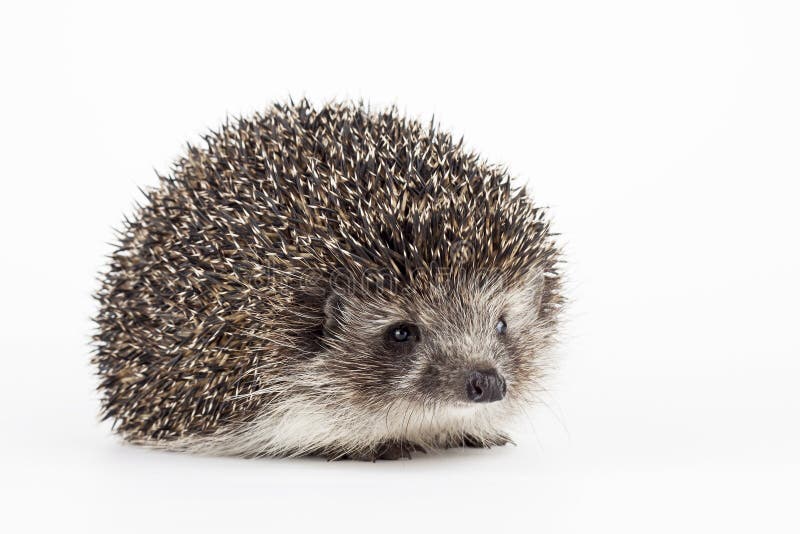 H?risson D'isolement Sur Le Fond Blanc Photo stock - Image du animal, blanc: 146962738