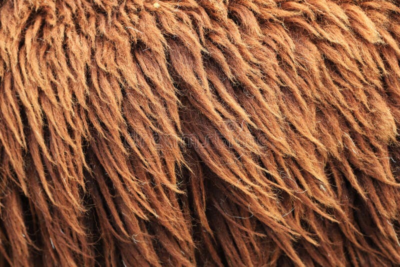 13,042 Basane Photos libres de droits et gratuites de Dreamstime