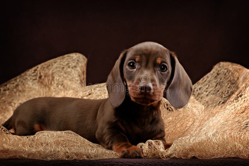Chiot De Teckel Sur Le Fond Brun Image stock - Image du pedigree ...