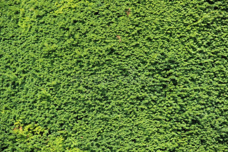 Fond Vert De Buisson De Pin Photo stock - Image du directement ...