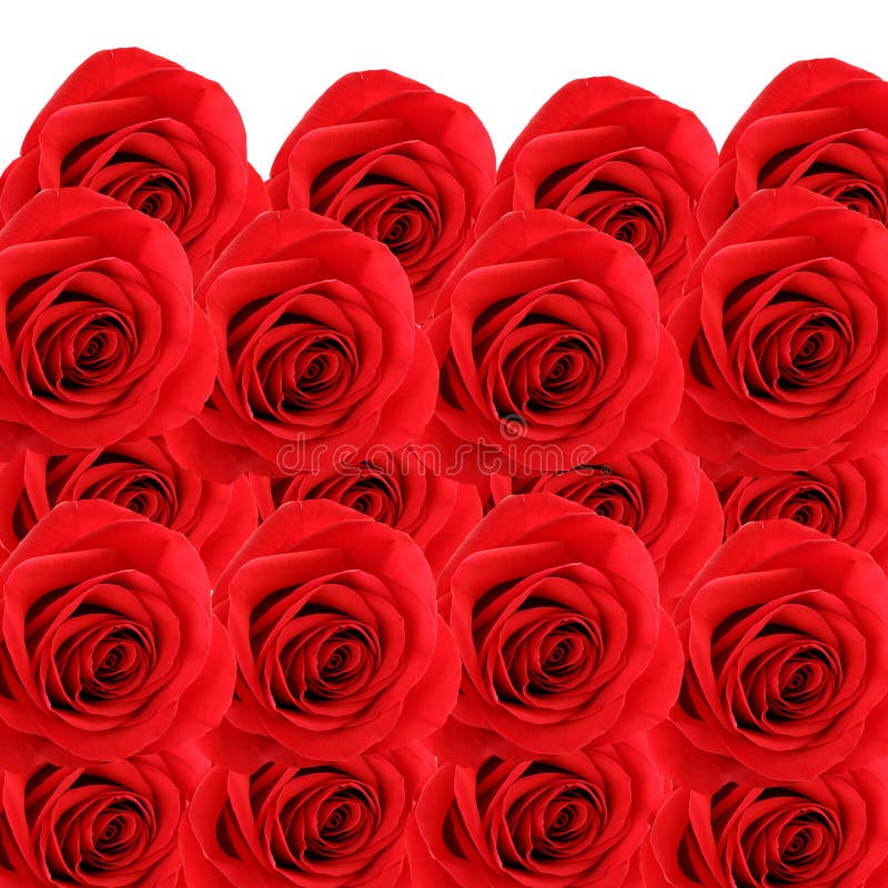 Fond De Collage De Belles Roses Rouges Photo stock - Image du fleur ...