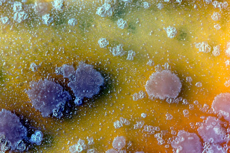 Colonies De Moisissures De Levure Et De Champignons Testés Genre ...