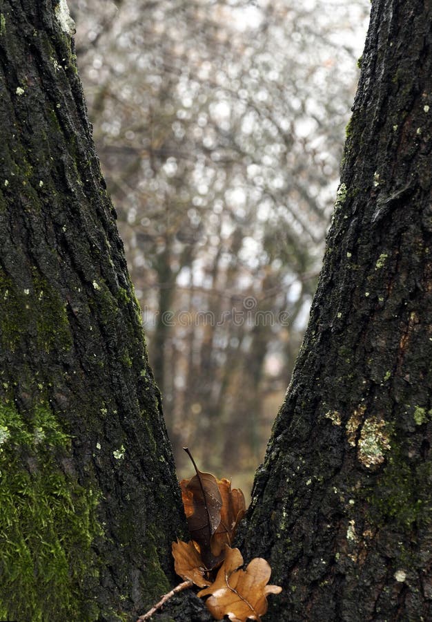 Fond De Embranchement D'arbre Image stock - Image du grand, nature ...