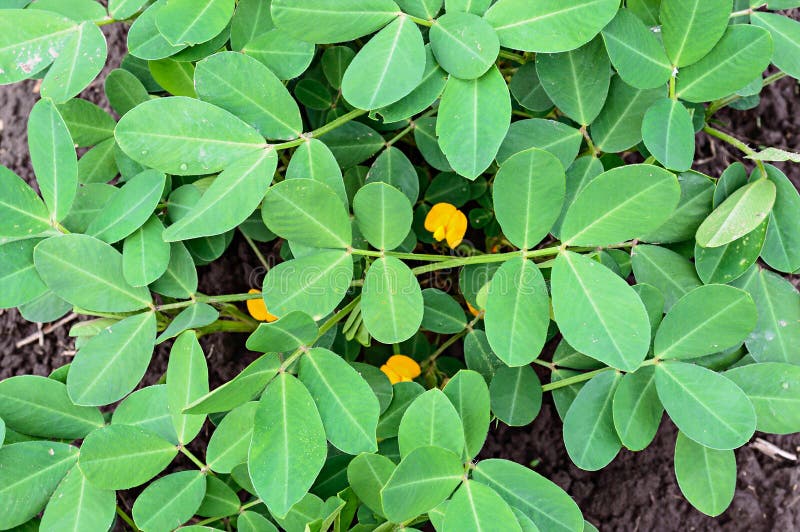 Fond d'arachide image stock. Image du nutshell, protéine - 24723507