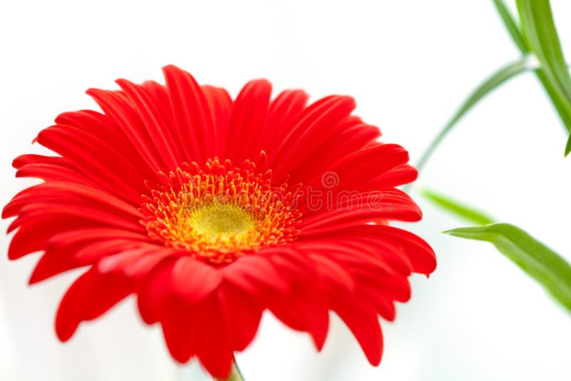 Fond De Fleur. Fleur Rouge De Gerbera. Conception De Fleur Image stock ...