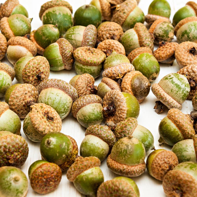 Deux Fruits Verts De Gland. Photo stock - Image du blanc, noix: 16513348