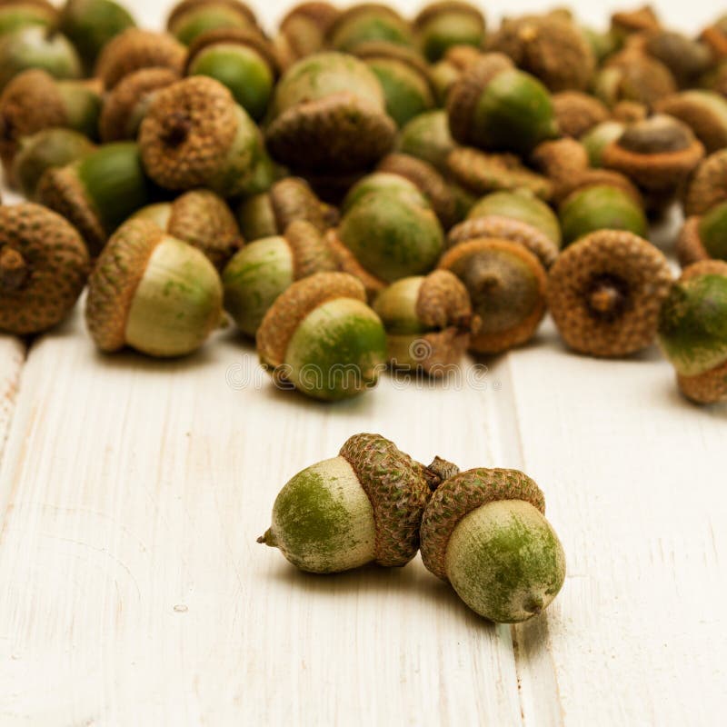 Deux Fruits Verts De Gland. Photo stock - Image du blanc, noix: 16513348