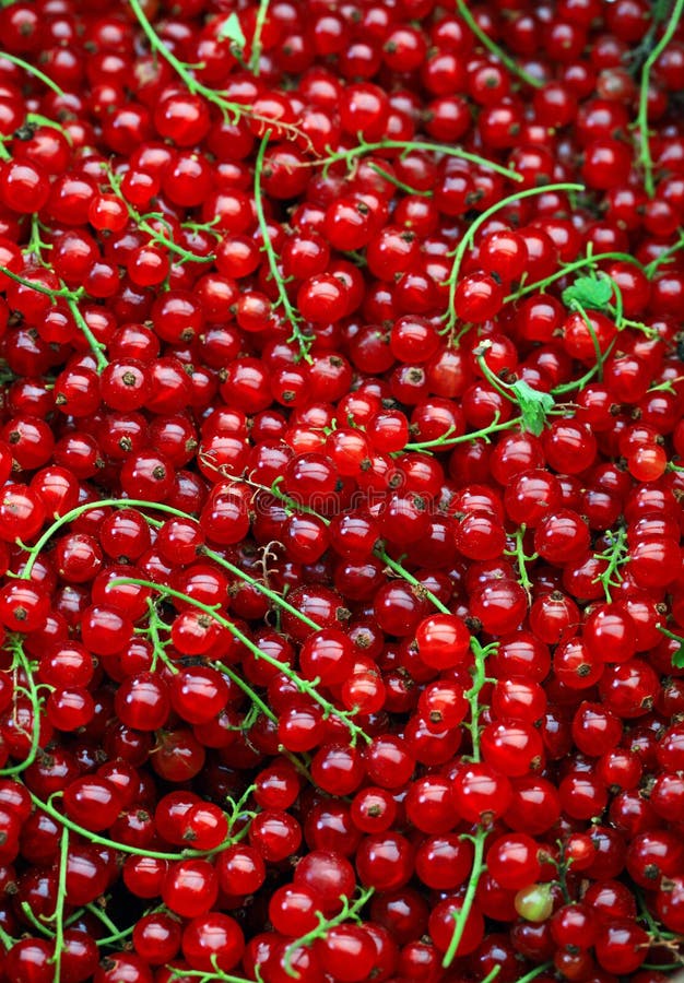 Groseille rouge image stock. Image du feuille, dessert - 14962097