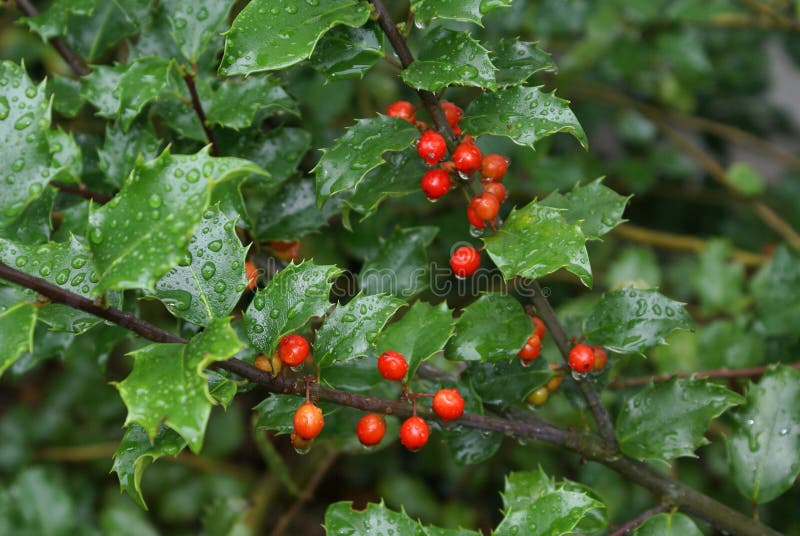 Fond de houx photo stock. Image du brillant, baies, buisson - 3025932