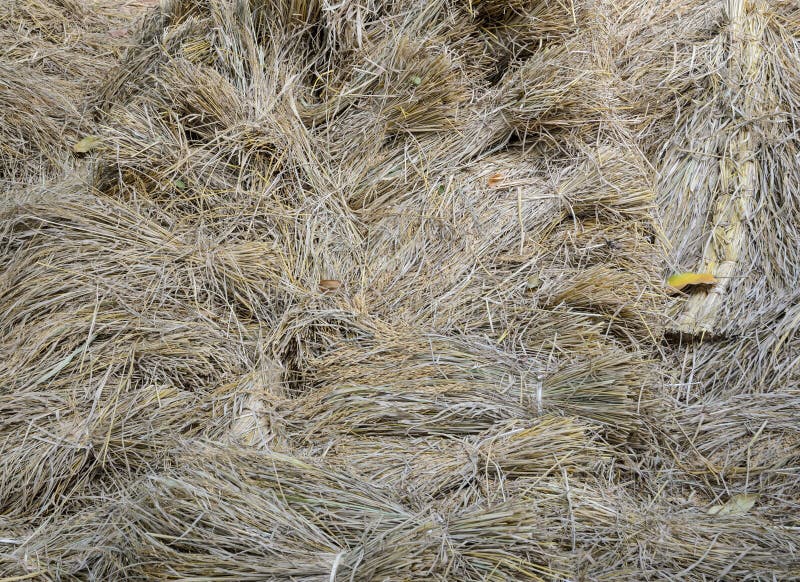 Fond de paille de riz image stock. Image du asie, paille - 55284189