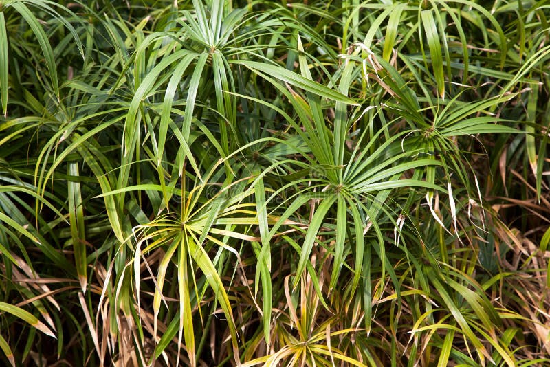 Fond de papyrus image stock. Image du aquatique, matériau - 27474783