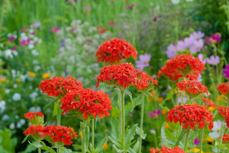 Fond De Petites Fleurs Rouges Image stock - Image du multiples, matin ...