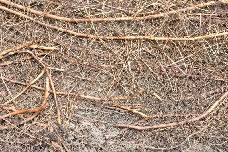 Radicelle de palmier. image stock. Image du rouge, structure - 25297455
