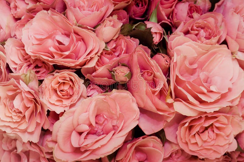Fond de Rose photo stock. Image du rose, fond - 32548994