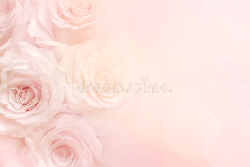 Fond De Rose Avec Des Couleurs En Pastel Image stock - Image du ...