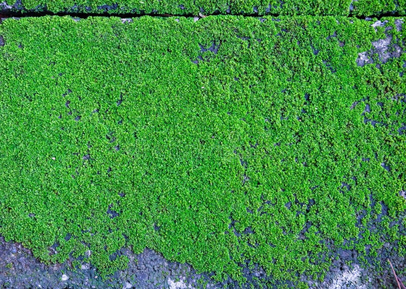 Fond De Surface De Mousse Sur Le Sol Photo stock - Image du beau, fond ...