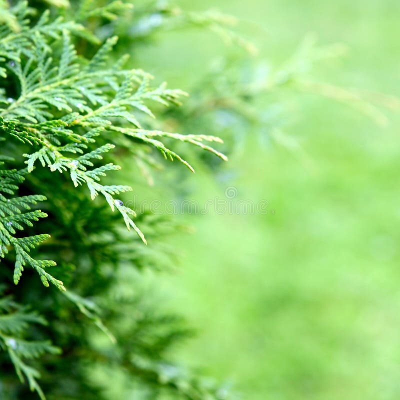 Fond de verdure photo stock. Image du deciduous, fond - 47201278