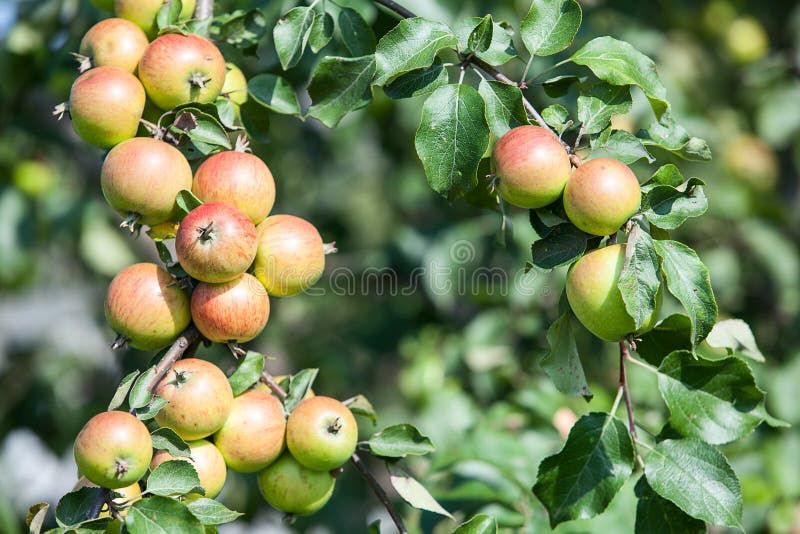 Fond Des Pommes Vertes Et Rouges Sur Le Pommier Image stock - Image du ...