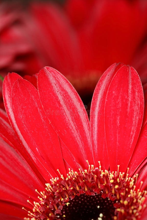 Fond floral image stock. Image du jardin, nature, décoration - 2695739