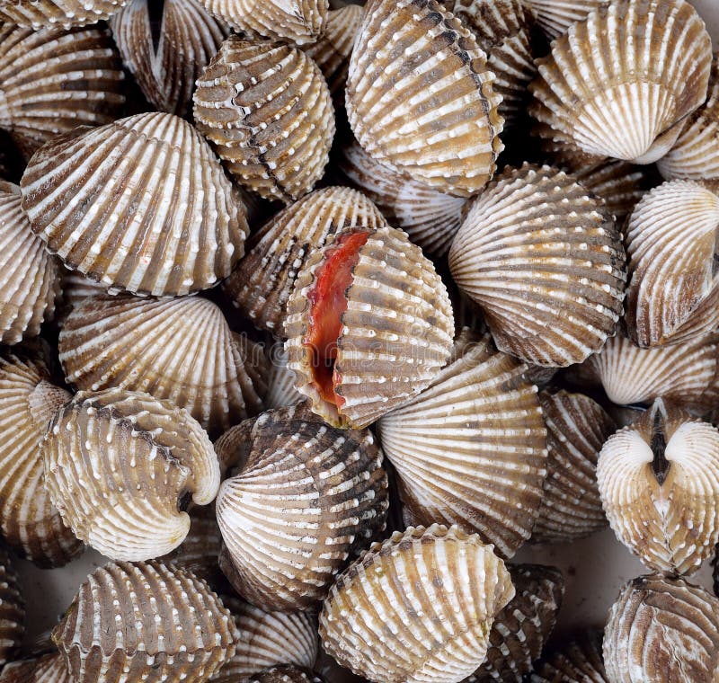Fond Frais De Fruits De Mer De Coques Image stock - Image du coquillage ...
