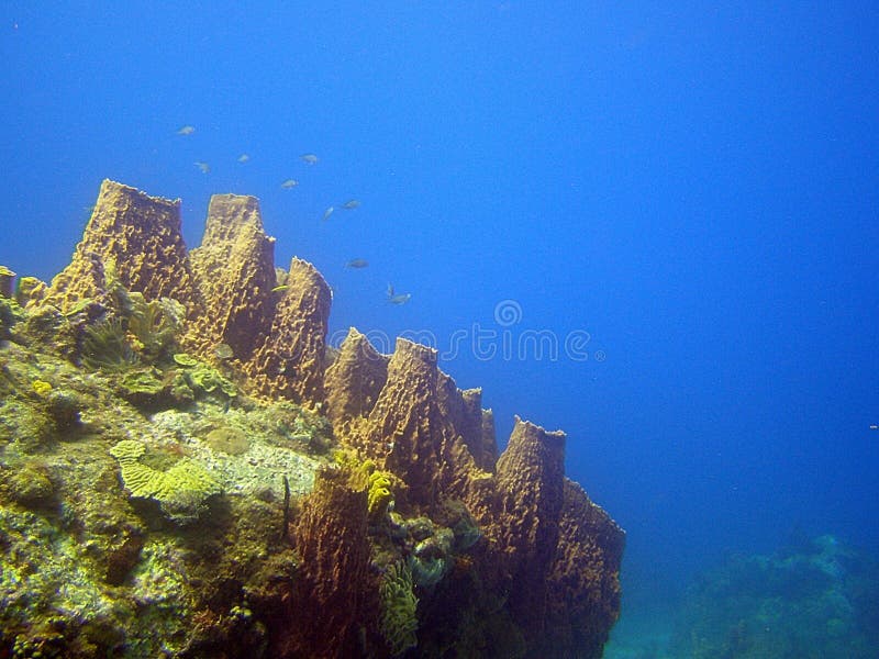 Fond marin stock photo. Image of eponge, couleur, sous - 4357390