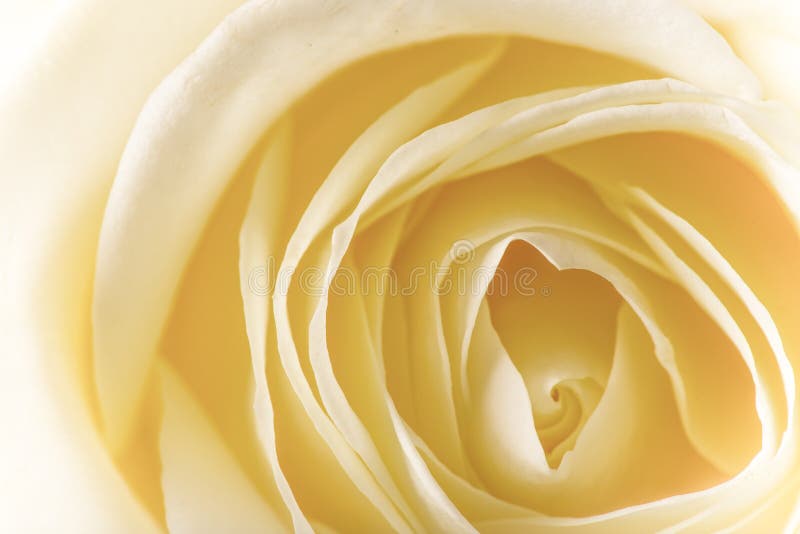 Fond Naturel De Roses Jaunes De Teinte Image stock - Image du rose ...