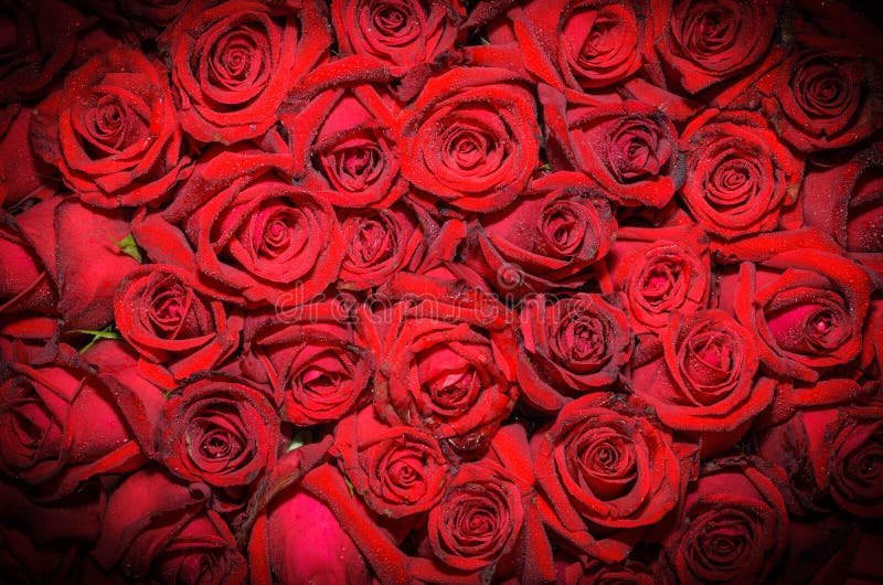 Fond Naturel De Roses Rouges Illustration Stock - Illustration du tête ...