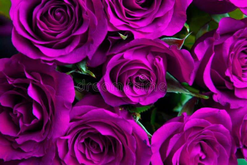 Fond Naturel Pourpre De Roses Image stock - Image du salutation, fond ...