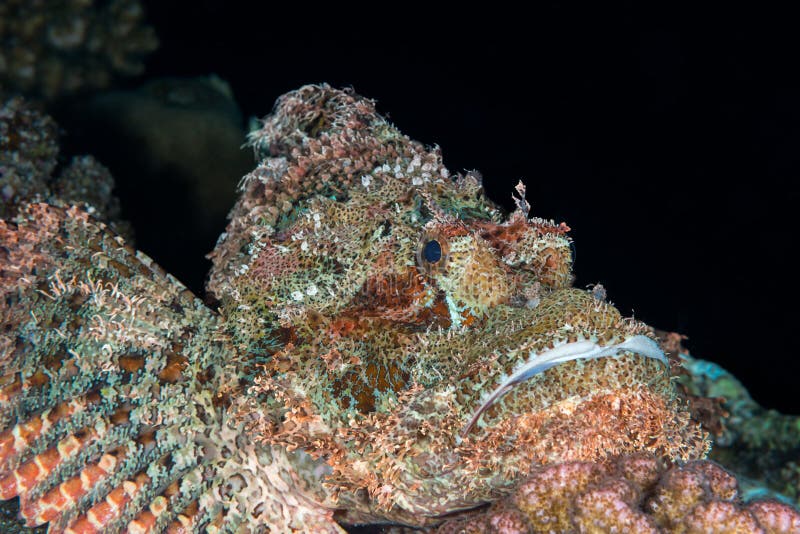 Rascasse photo stock. Image du piqué, animal, poissons - 109796102