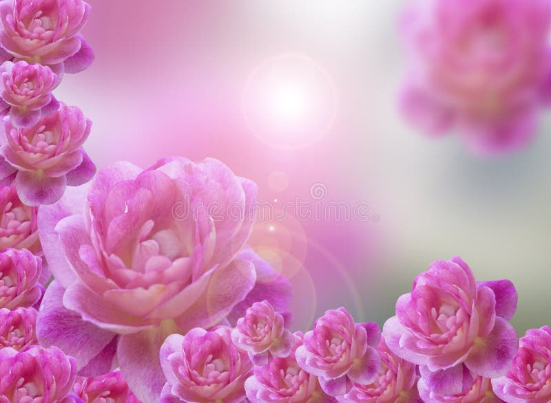 Fond rose de roses photo stock. Image du magenta, bourgeon - 43191972