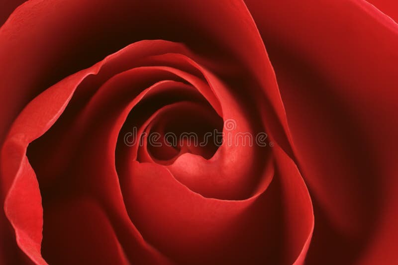 Fond rose de rouge image stock. Image du normal, enroulement - 138280519
