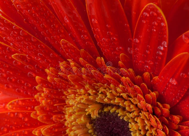 Fond Rouge De Fleur De Gerbera Image stock - Image du ondulation ...