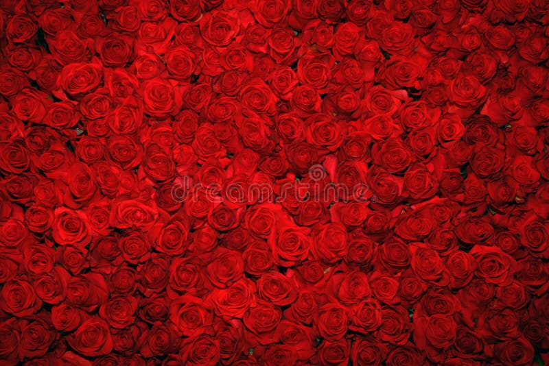 Fond rouge de roses photo stock. Image du roman, personne - 18681700