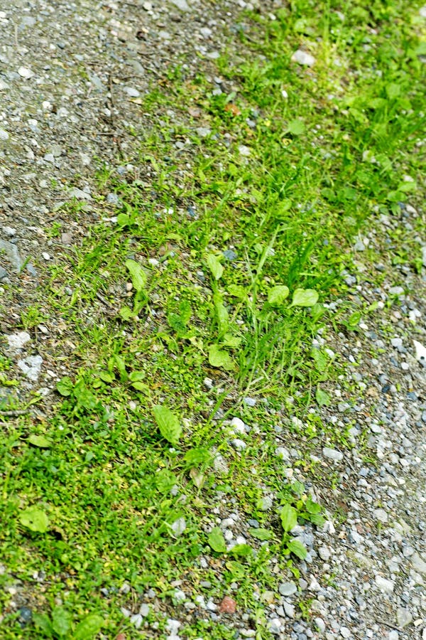 Fond Sauvage D'arbre Forestier 50,6 Megapixels 6480 Avec 4320 Pixels ...