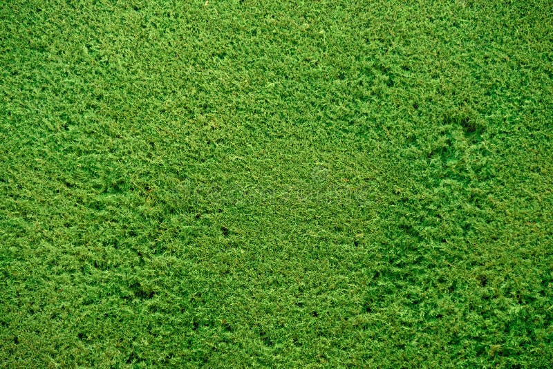 Fond Vert De Buisson De Pin Photo stock - Image du copie, barrière ...