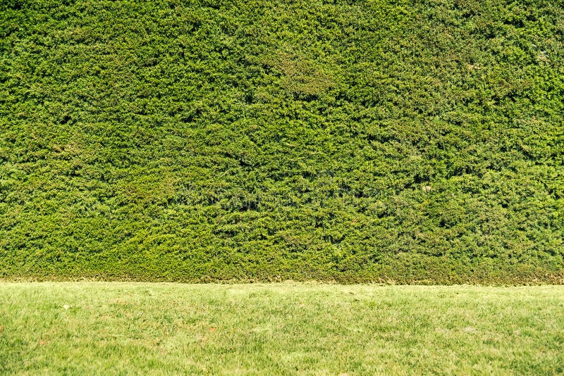 Fond Vert De Buisson De Pin Photo stock - Image du copie, barrière ...