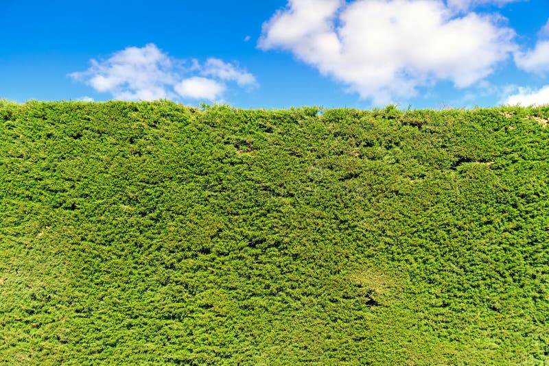 Fond Vert De Buisson De Pin Photo stock - Image du copie, barrière ...