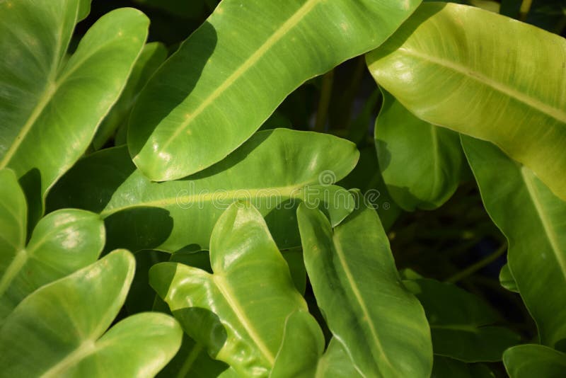 Fond Vert De Feuille De Buisson Texture Normale Image stock - Image du ...