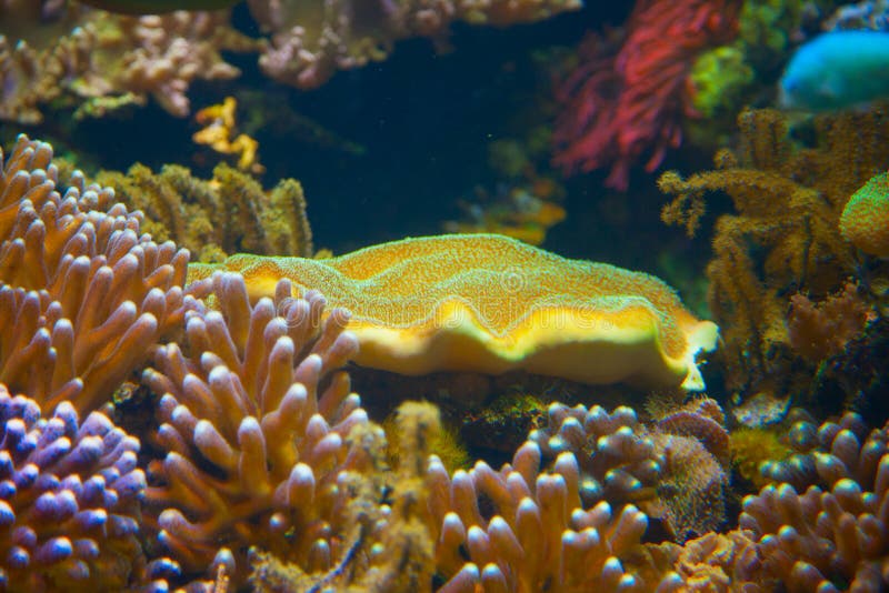 Stelle Marine Sul Fondale Marino Immagine Stock - Immagine di mare ...