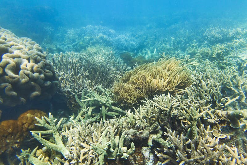 Fondale Marino Del Corallo Di QE Immagine Stock - Immagine di radura ...