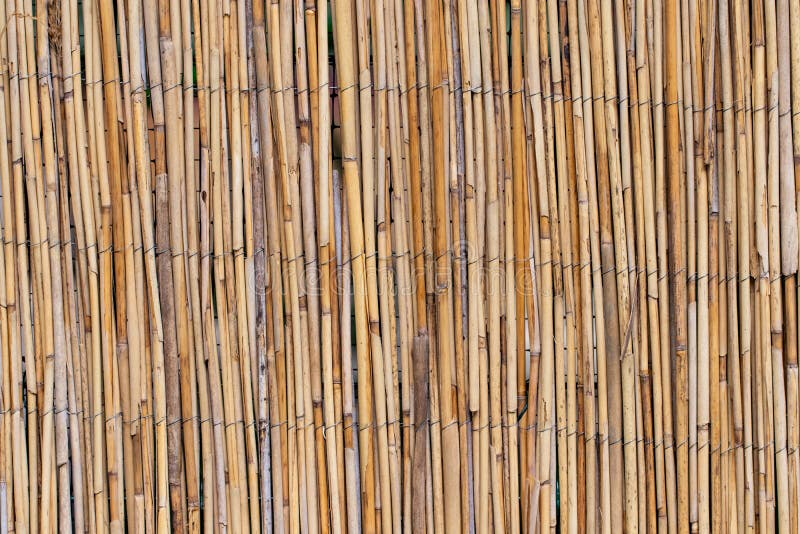 Papel Pintado Seco De La Textura De Las Cañas Foto de archivo - Imagen ...