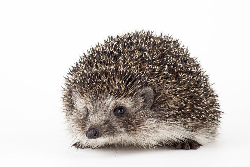 Fondo aislado erizo joven imagen de archivo. Imagen de insectívoro ...